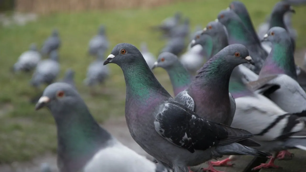 ¿Cómo ahuyentar a las palomas del balcón o el patio?