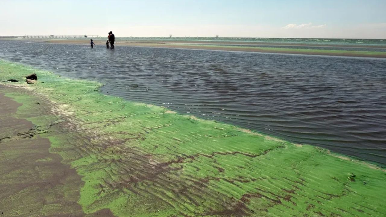 Alerta en ríos y lagunas bonaerenses: Cianobacterias ¿Qué son?