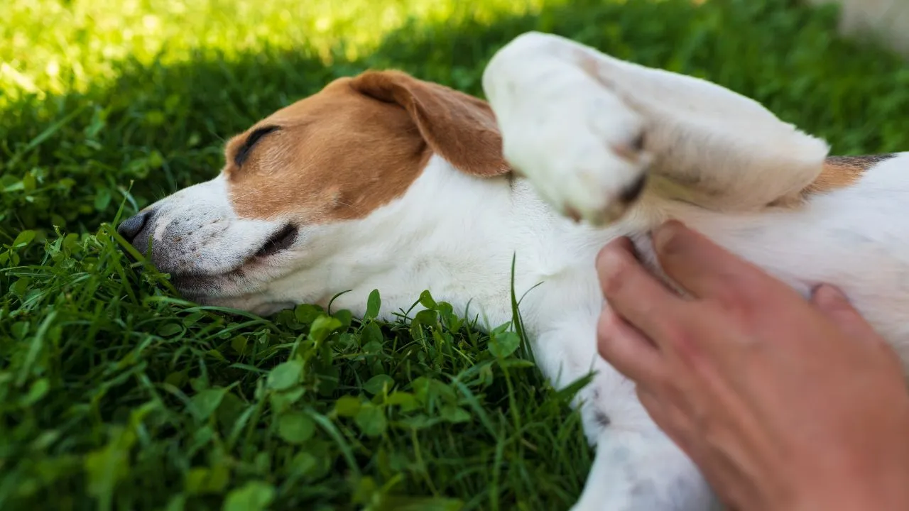 ¿Tu perro es feliz? Las claves para saberlo